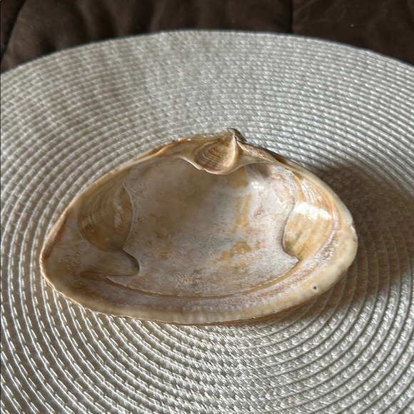 Accents | Natural Surf Clam Shell Trinket Or Soap Dish | Poshmark